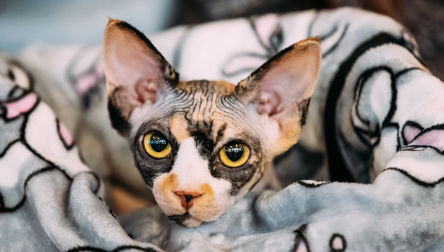 5 tips para cuidar a tu gato en temporada de frío