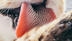 Por qué la lengua de los gatos es rasposa » Blog Veterinaria del Bosque