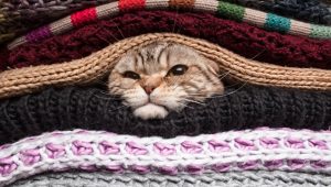 Protege a tu gato del frío » Blog Veterinaria del Bosque