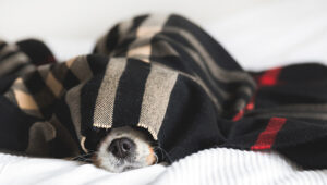 Razas de perros con más frío » Blog Veterinaria del Bosque