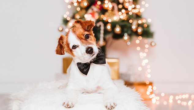 Las ocurrencias de los perros y gatos con nuestro árbol navideño » Blog Veterinaria del Bosque