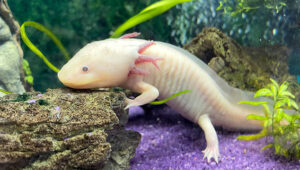 Datos interesantes sobre el ajolote » Blog Veterinaria del Bosque